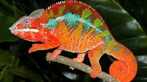 Los 10 animales más coloridos. :: Top10animalesmas